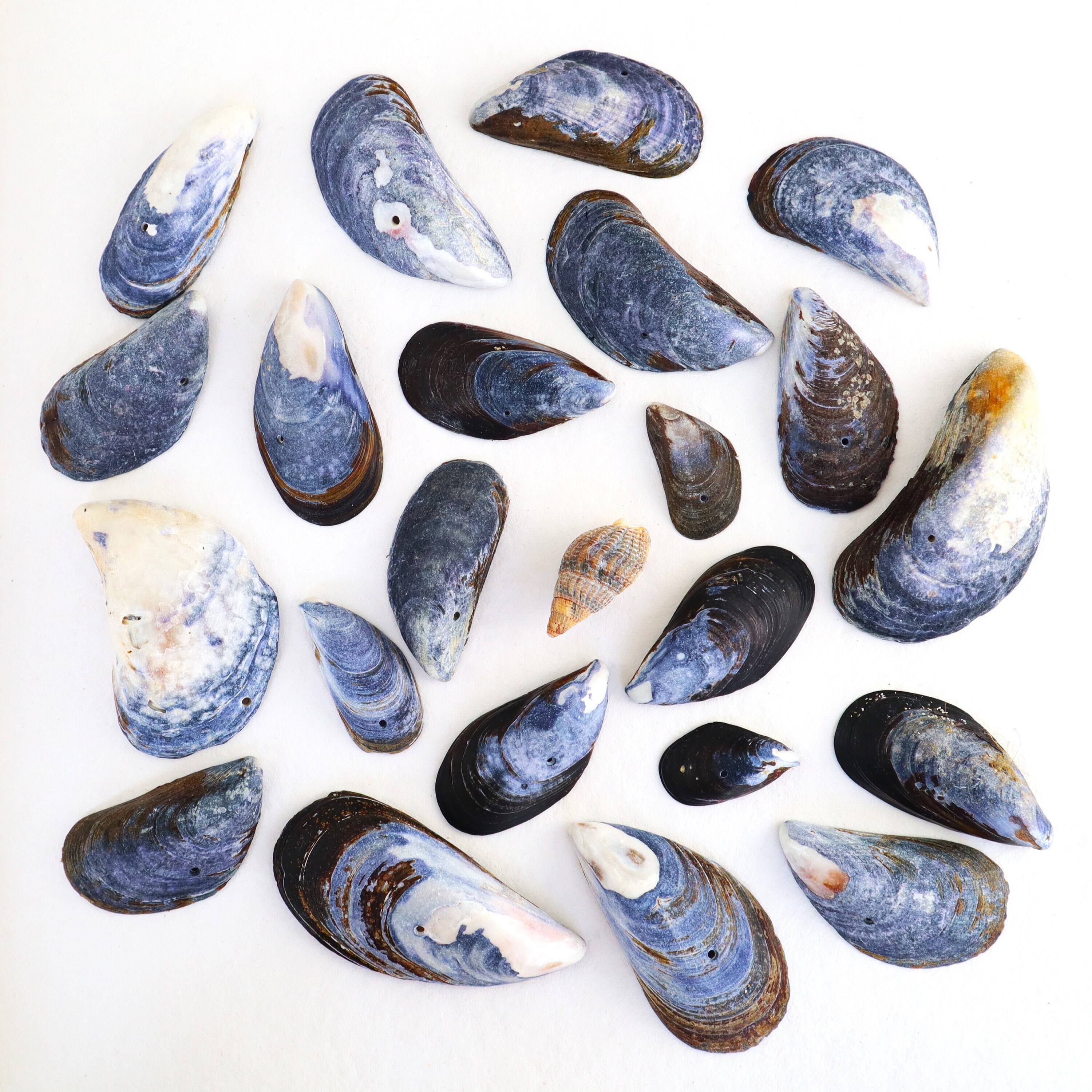 Whelk Hole Mussel Shells Wild Blue Cornish X 20 - Etsy