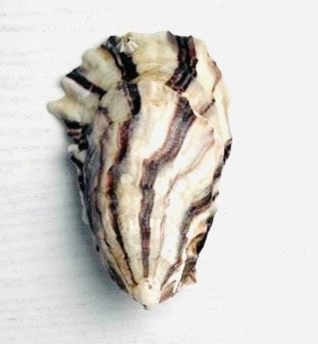 Cornish Oyster Shells Lids, Bowls and Matching Pairs Small Medium Large ...