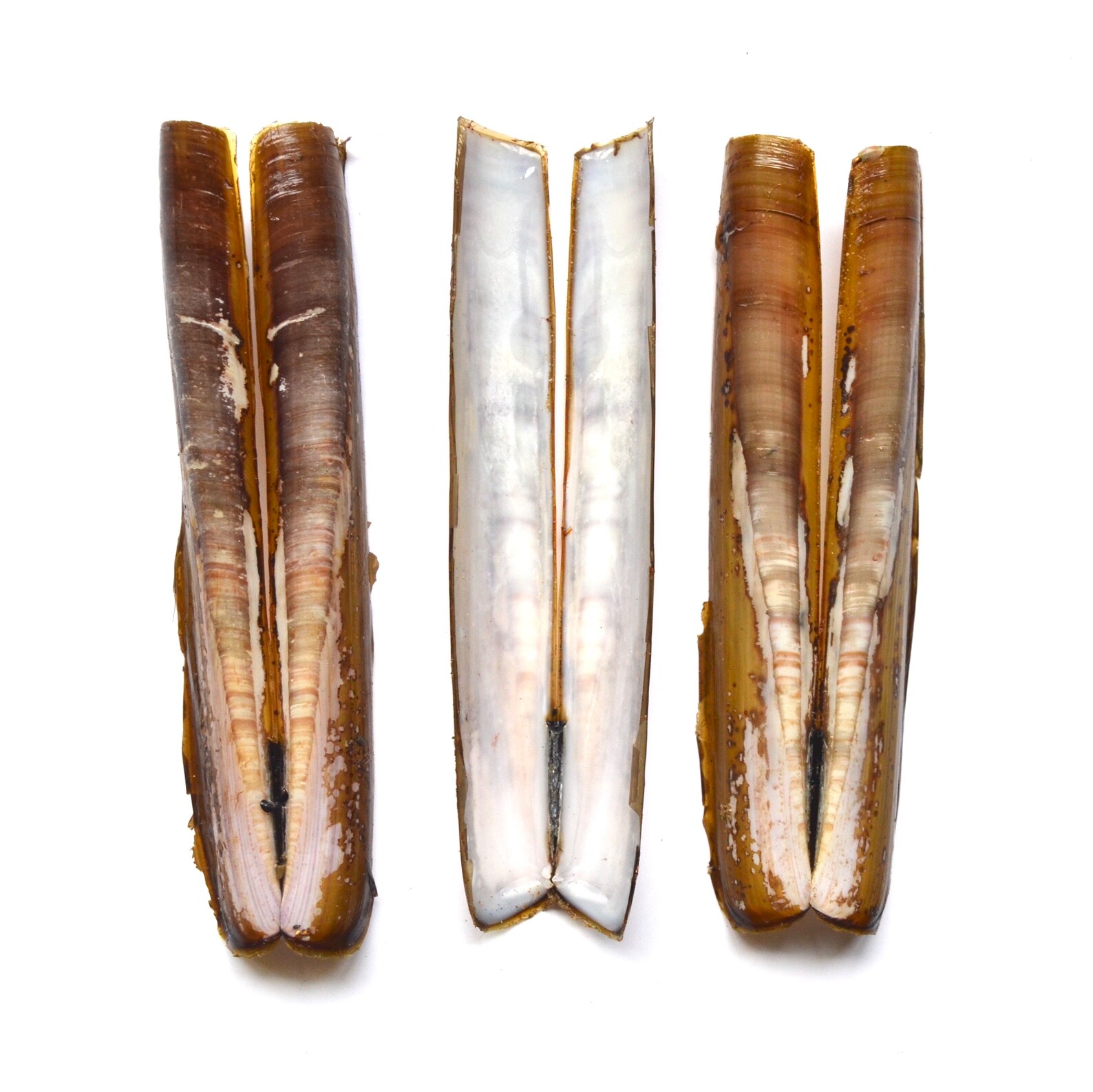 Razor Clam Shell Pairs Small Medium Large Cornish - Etsy