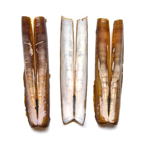 Razor Clam Shell Pairs Small Medium Large Cornish - Etsy