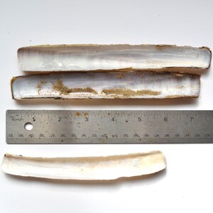 Razor Clam Shell Pairs Small Medium Large Cornish - Etsy
