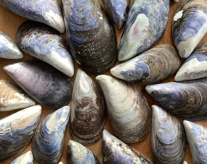 Bulk XLARGE Wild Blue Cornish Mussel Shells X 50 X 100 Hand Picked 6.5 ...