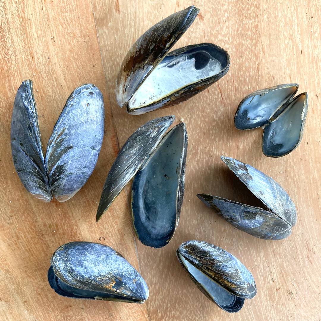 Wild Cornish Hinged Mussel Shell Pairs Crafts Decor X5 X10 - Etsy