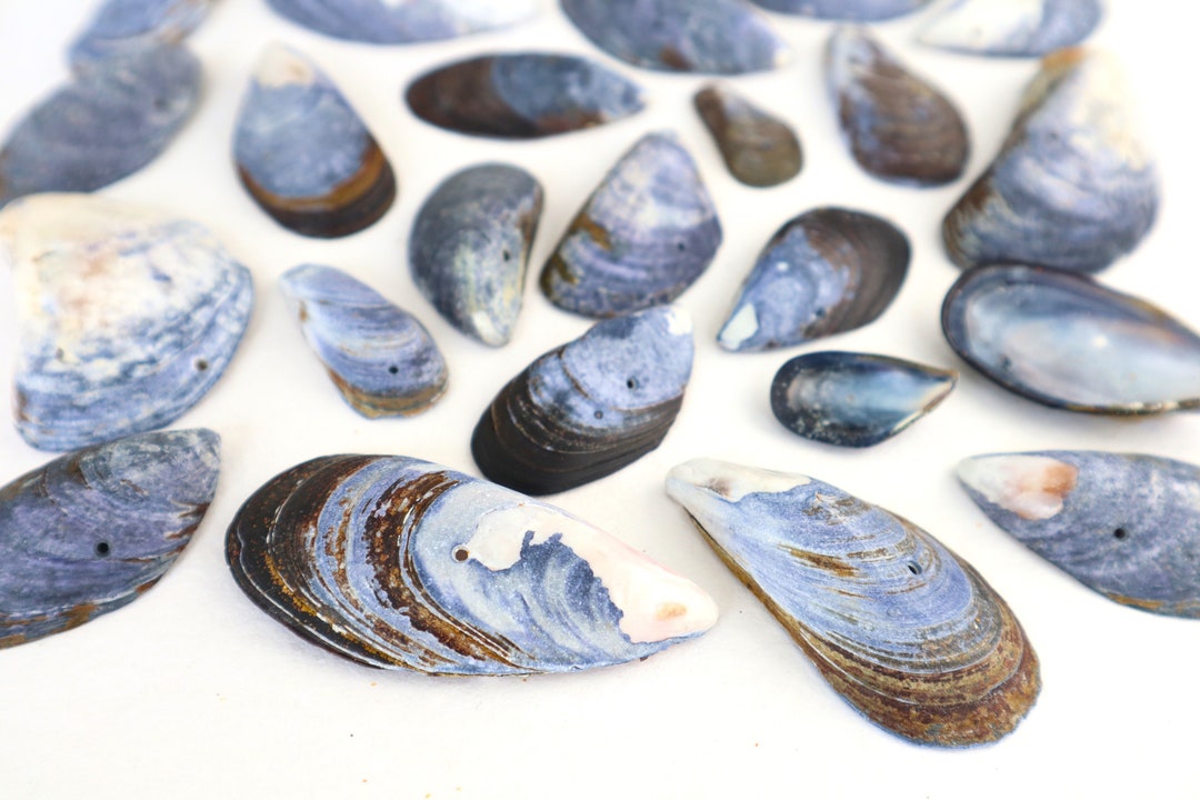 Whelk Hole Mussel Shells Wild Blue Cornish X 20 - Etsy
