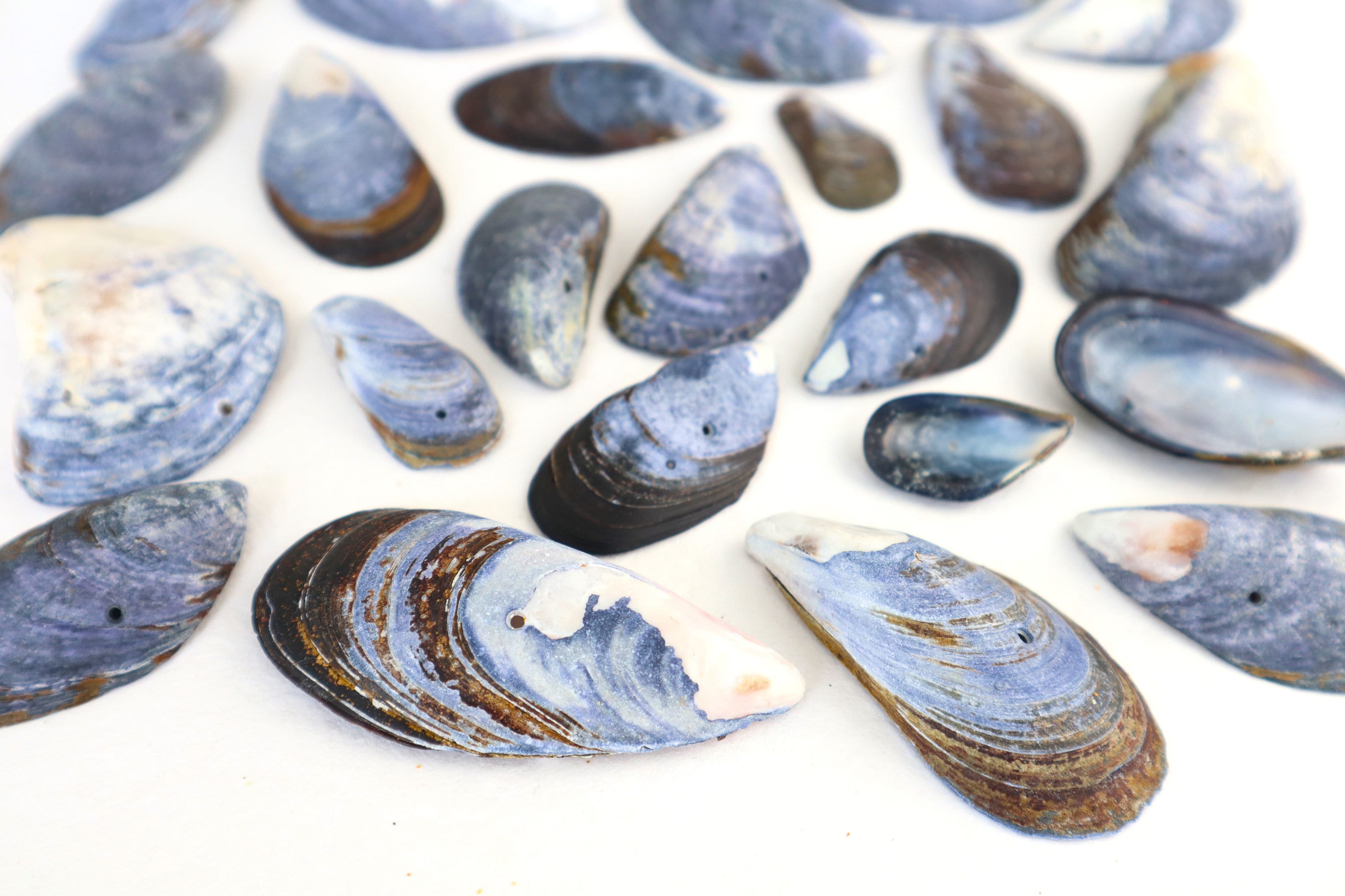 Whelk Hole Mussel Shells Wild Blue Cornish X 20 - Etsy