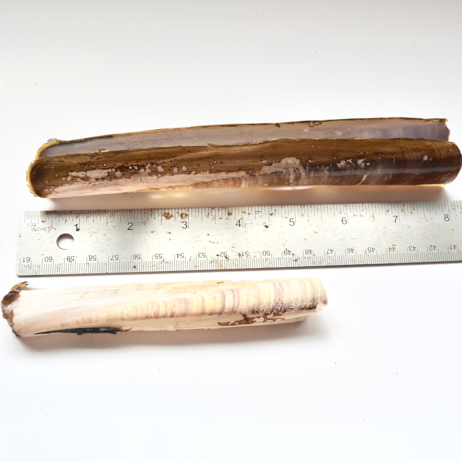 Razor Clam Shell Pairs Small Medium Large Cornish - Etsy