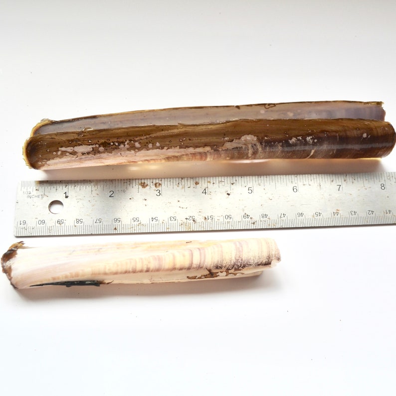 Razor Clam Shell Pairs Small Medium Large Cornish - Etsy