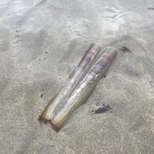 Razor Clam Shell Pairs Small Medium Large Cornish - Etsy