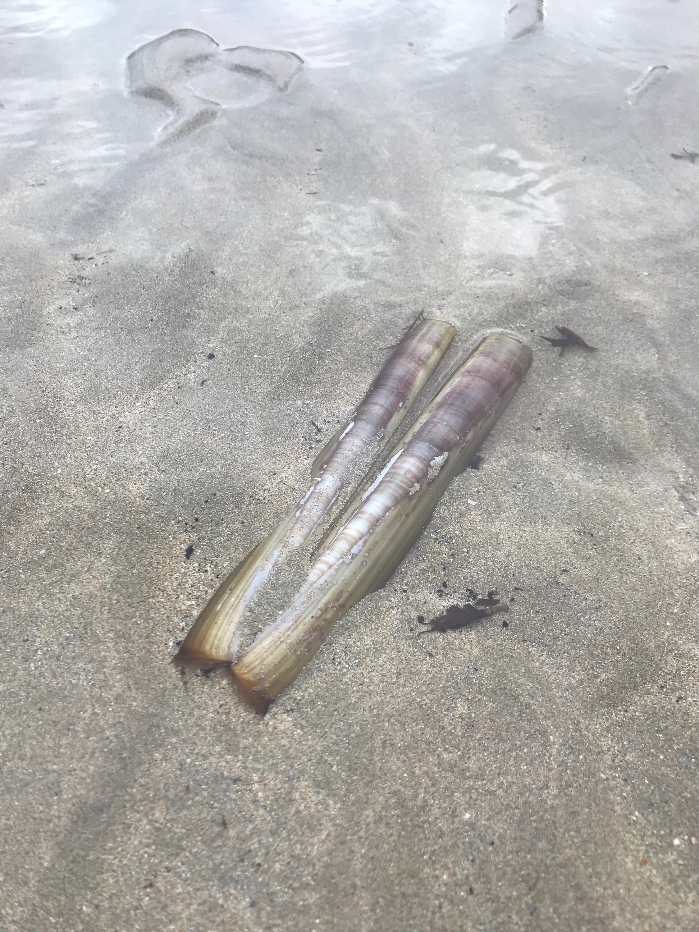 Razor Clam Shell Pairs Small Medium Large Cornish - Etsy