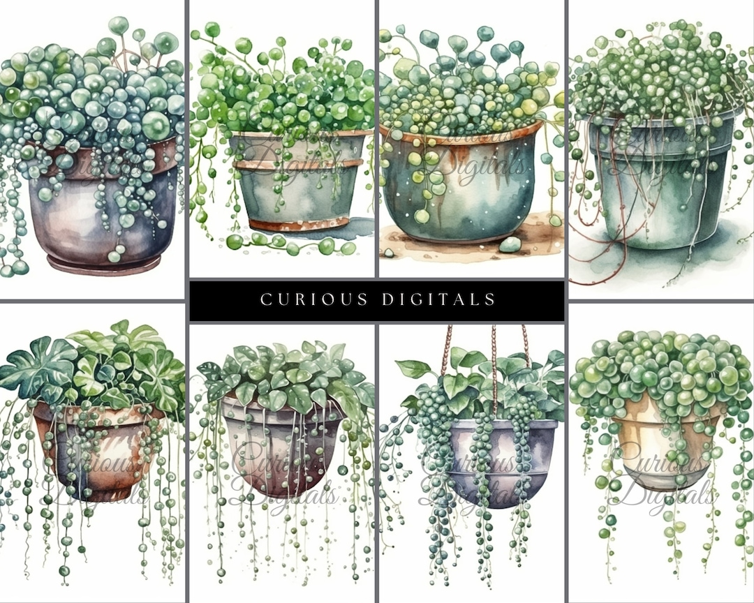 24 String of Pearls Plants - Watercolor Style - Clip Art - Digital Art ...