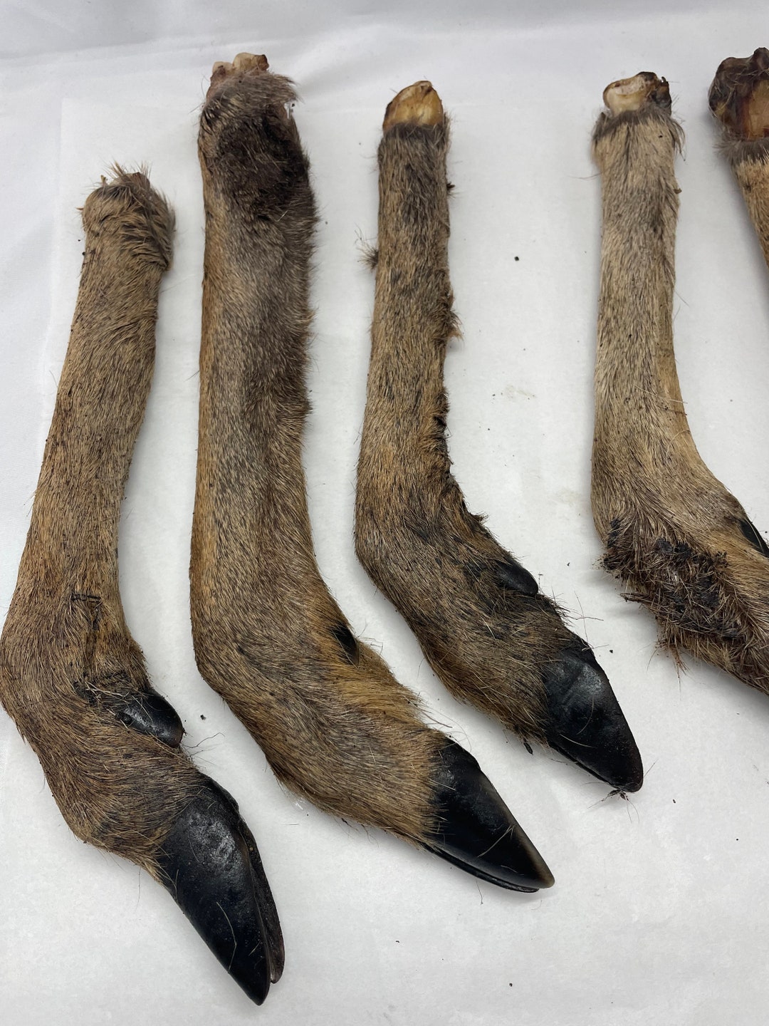 Venison Legs Natural Dog Treats - Etsy UK
