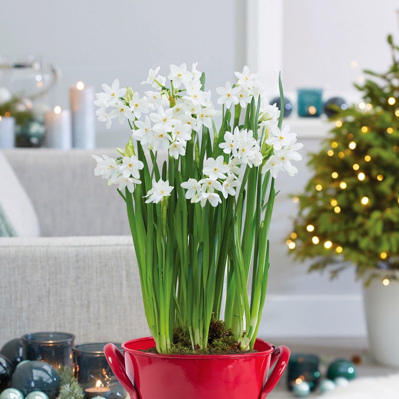 Planter Bulb Plants - Etsy