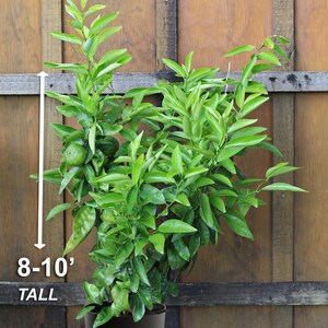Garden State Bulb Persian Lime Tree for Planting, Live Citrus (1 Gallon ...