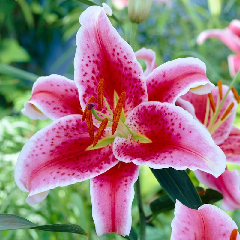 Stargazer Lily - Etsy