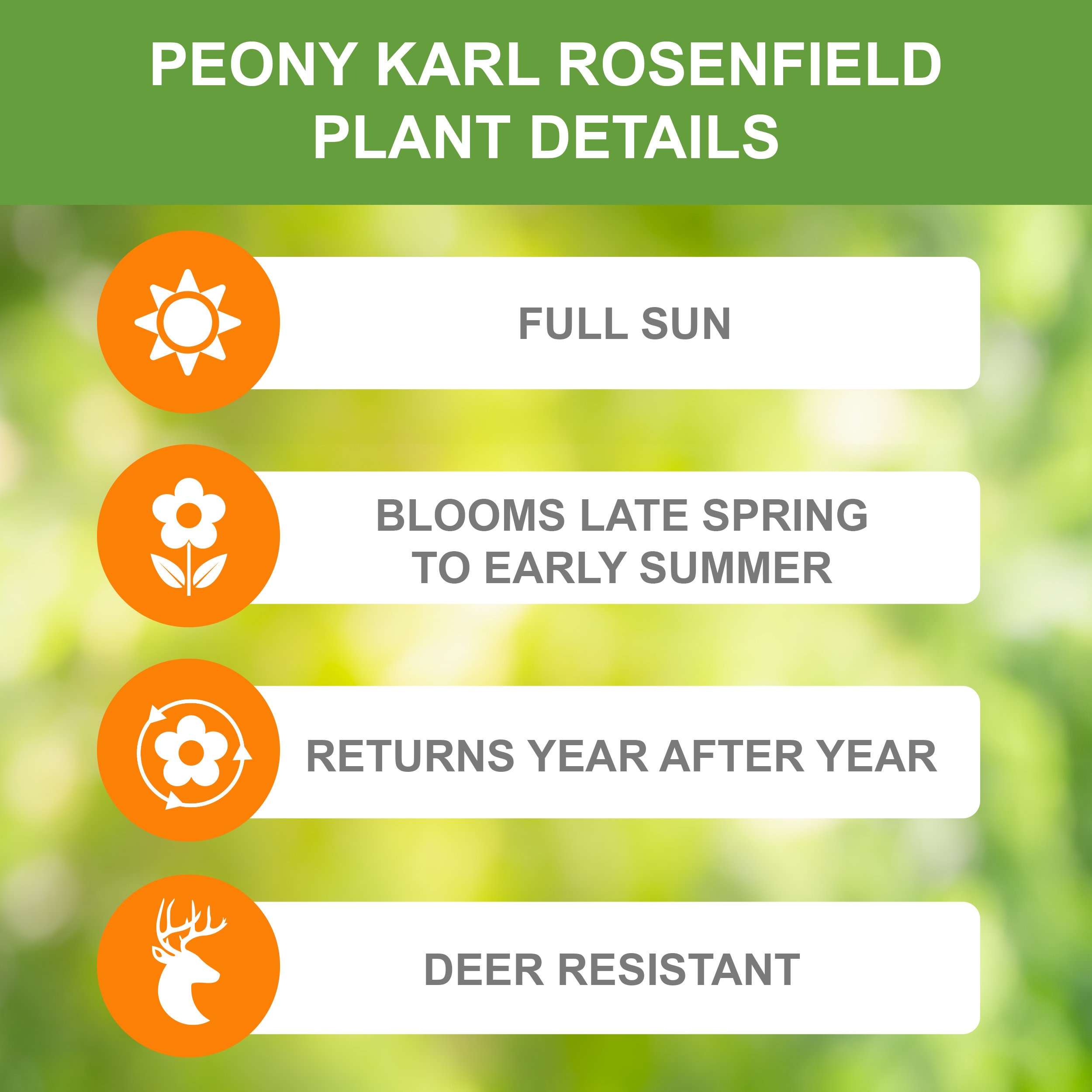 Garden State Bulb Karl Rosenfield Peony Flower Bulbs, Bare Roots ...