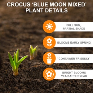 Garden State Bulb Blue Moon Mixed Crocus Flower Bulbs, 8/9cm - Etsy