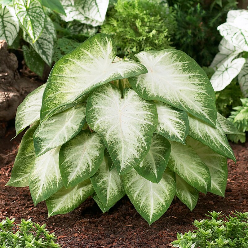 Caladium Bulbs - Etsy