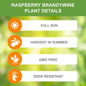 Garden State Bulb Brandywine Raspberry Bare Root for Planting, Non-gmo ...