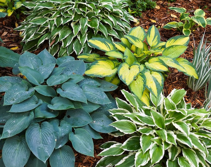 Hosta "twist of Lime" - Etsy