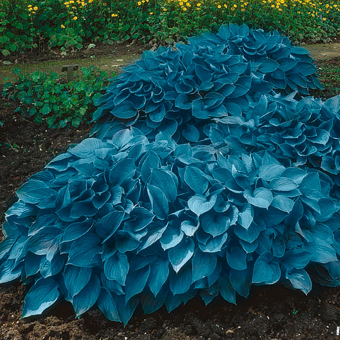 Garden State Bulb Blue Green Hosta Mix Bare Roots, Shade Perennial - Etsy