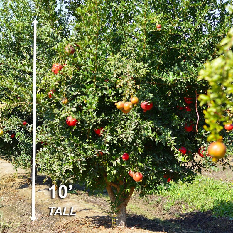 Garden State Bulb Wonderful Pomegranate Tree Bare Roots, Non-gmo (bag ...