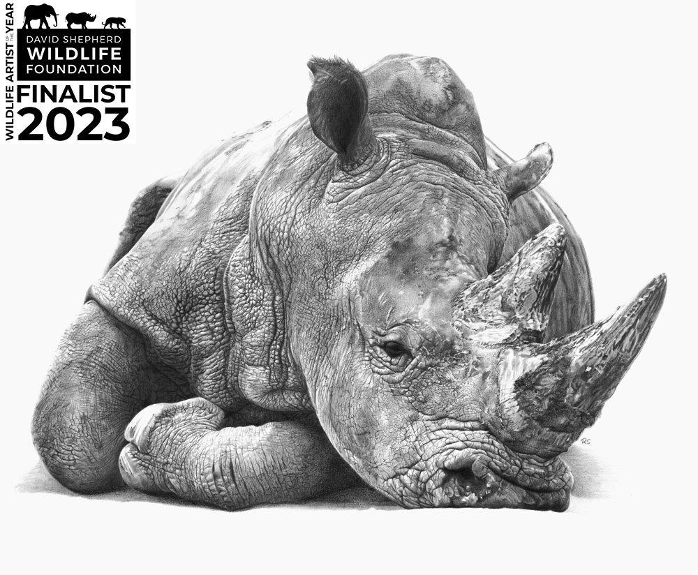 Rhino Pencil Drawing