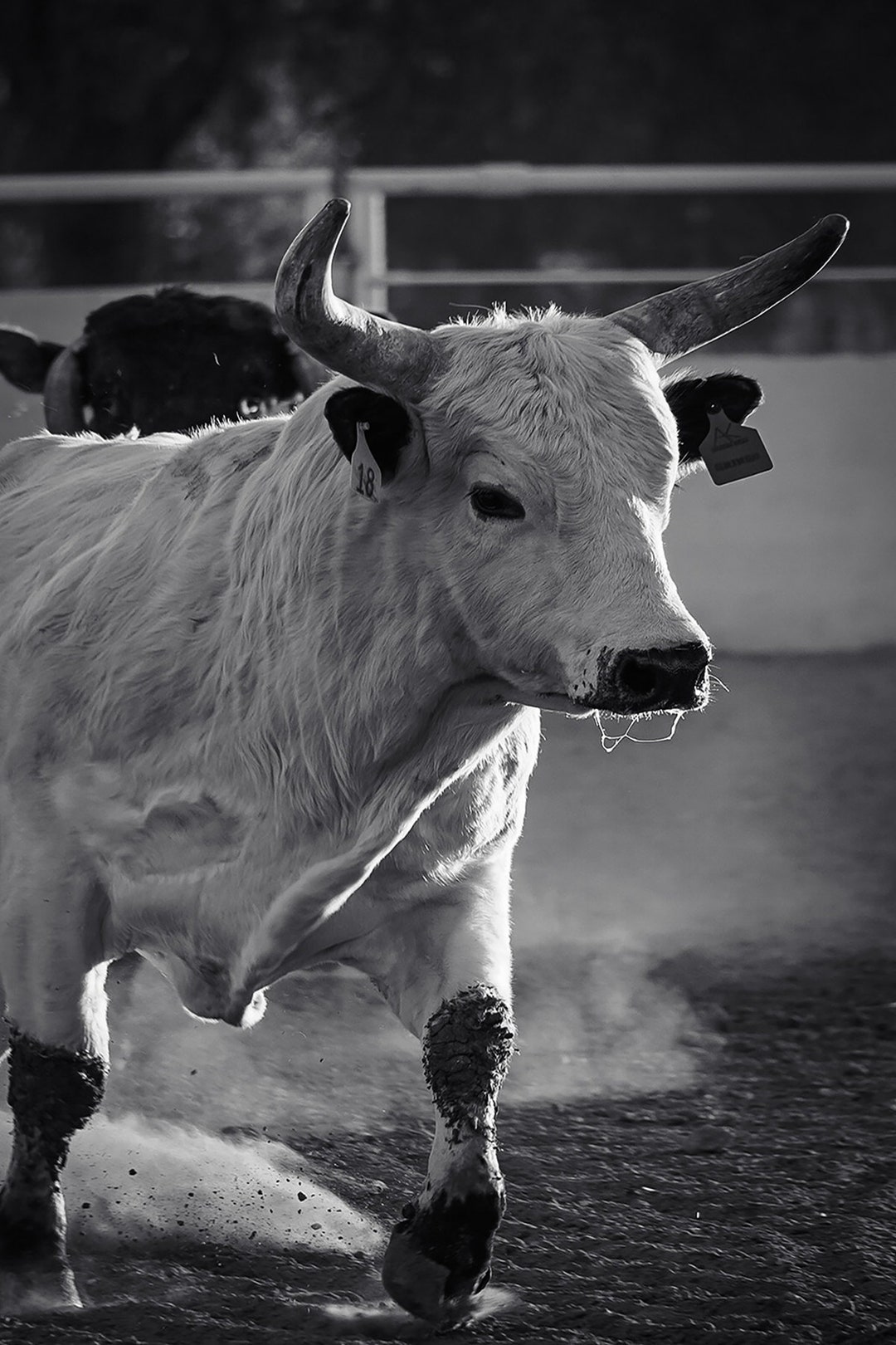 Black & White Western Bucking Bull Photograph ~ Digital Download - Etsy