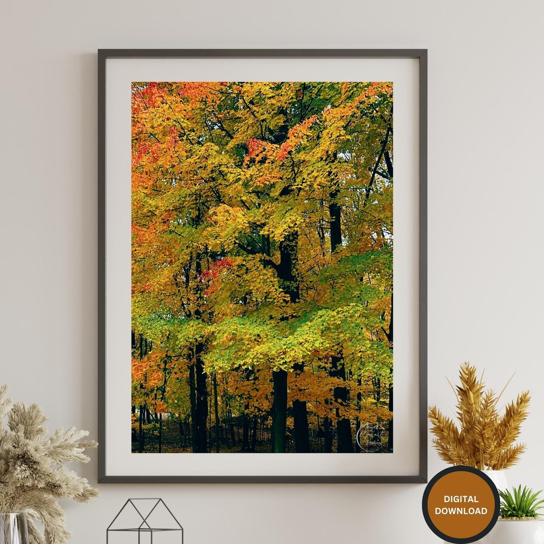 Fall Tree Photo -autumn Color Printable -fall Leaf Picture -country ...