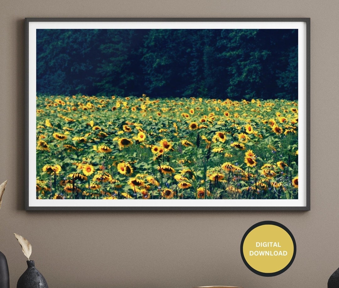 Sunflower Field Photography Print – Botanical Landscape (digital ...