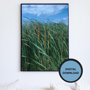 Cattail Plant Digital Download -outdoor Photo-outdoor Plant Printable ...