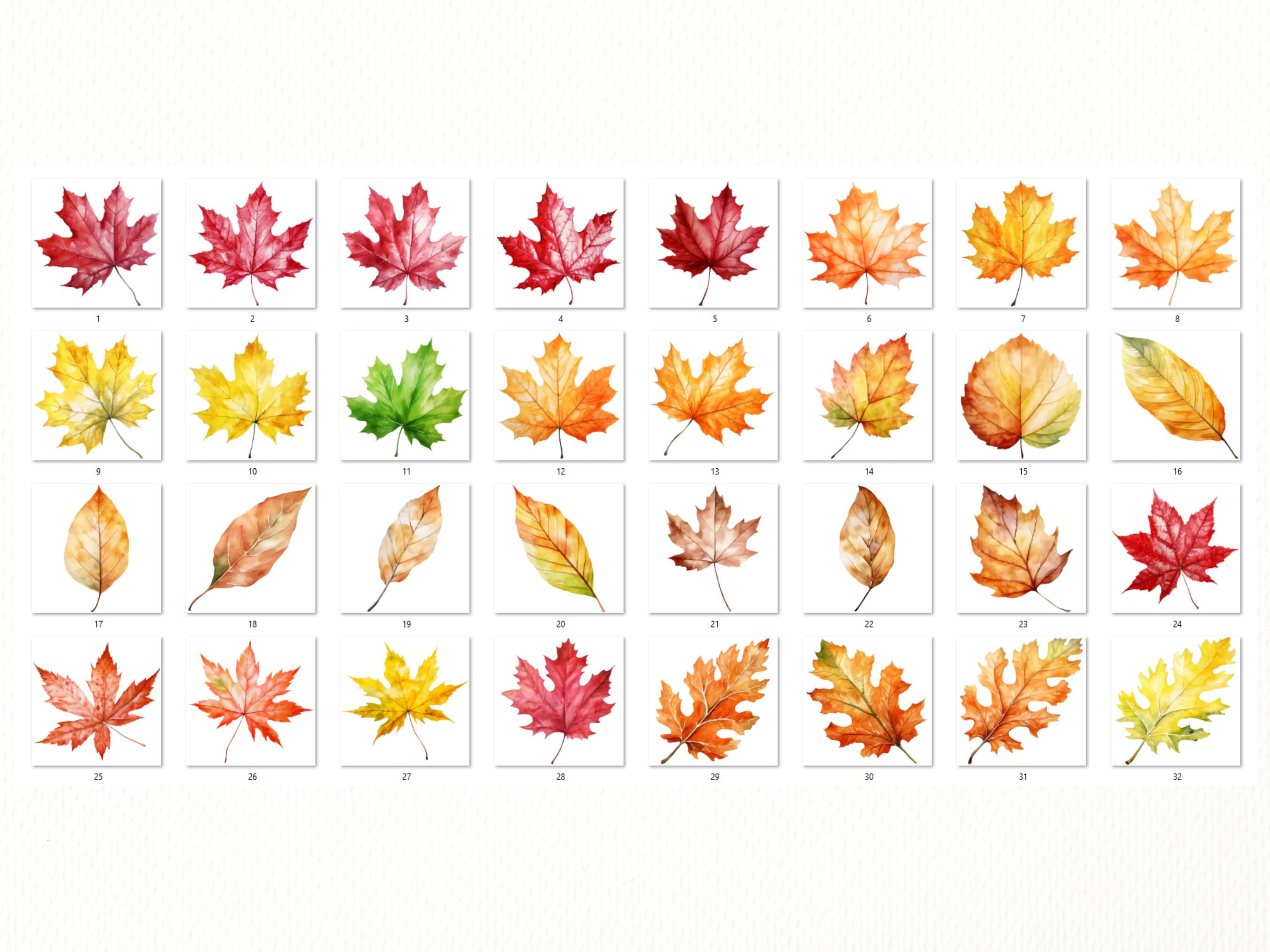 Watercolor Autumn Leaves Clipart Bundle PNG Format With Transparent ...