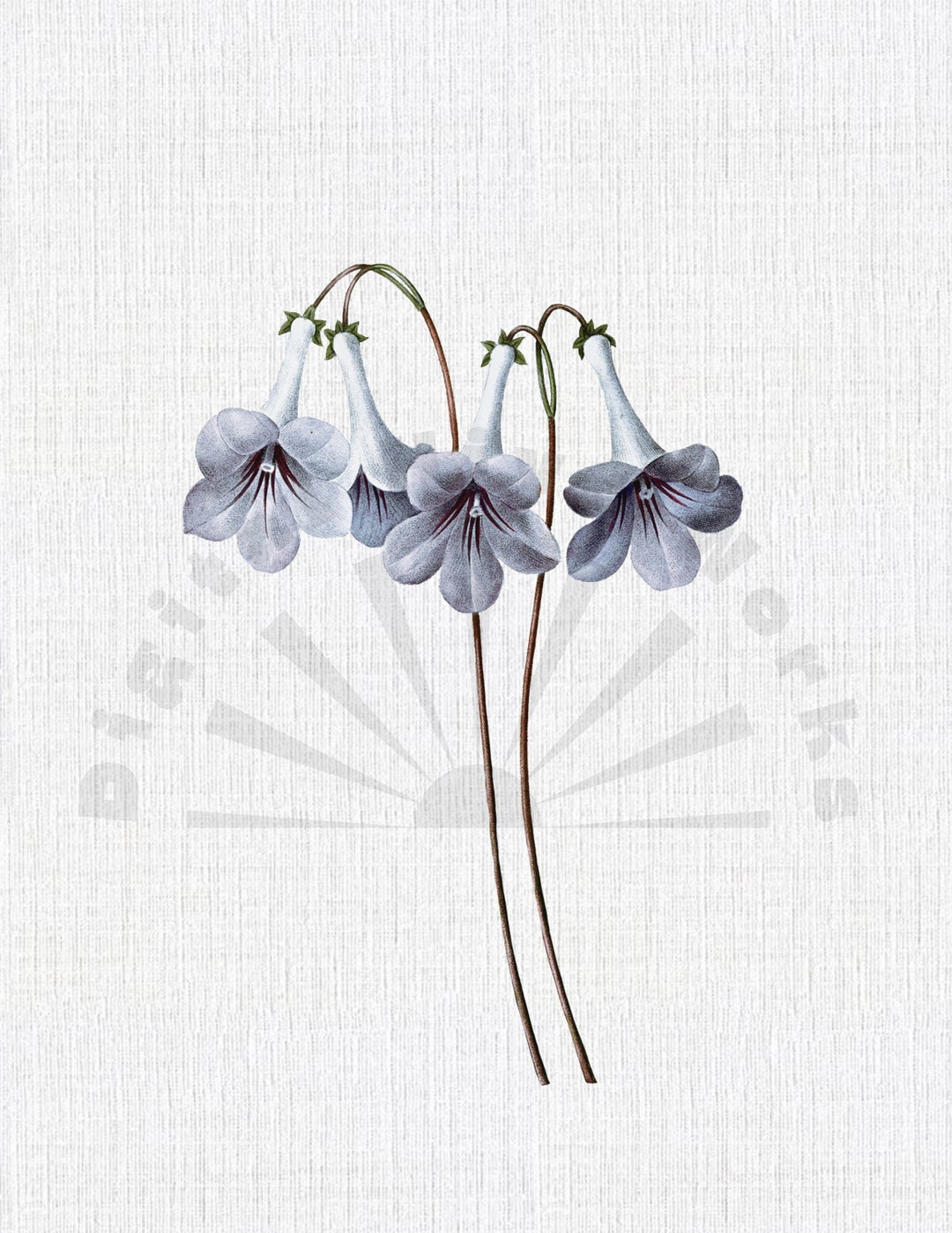 Vintage Blue Flowers Botanical Illustration PNG Digital Download ...