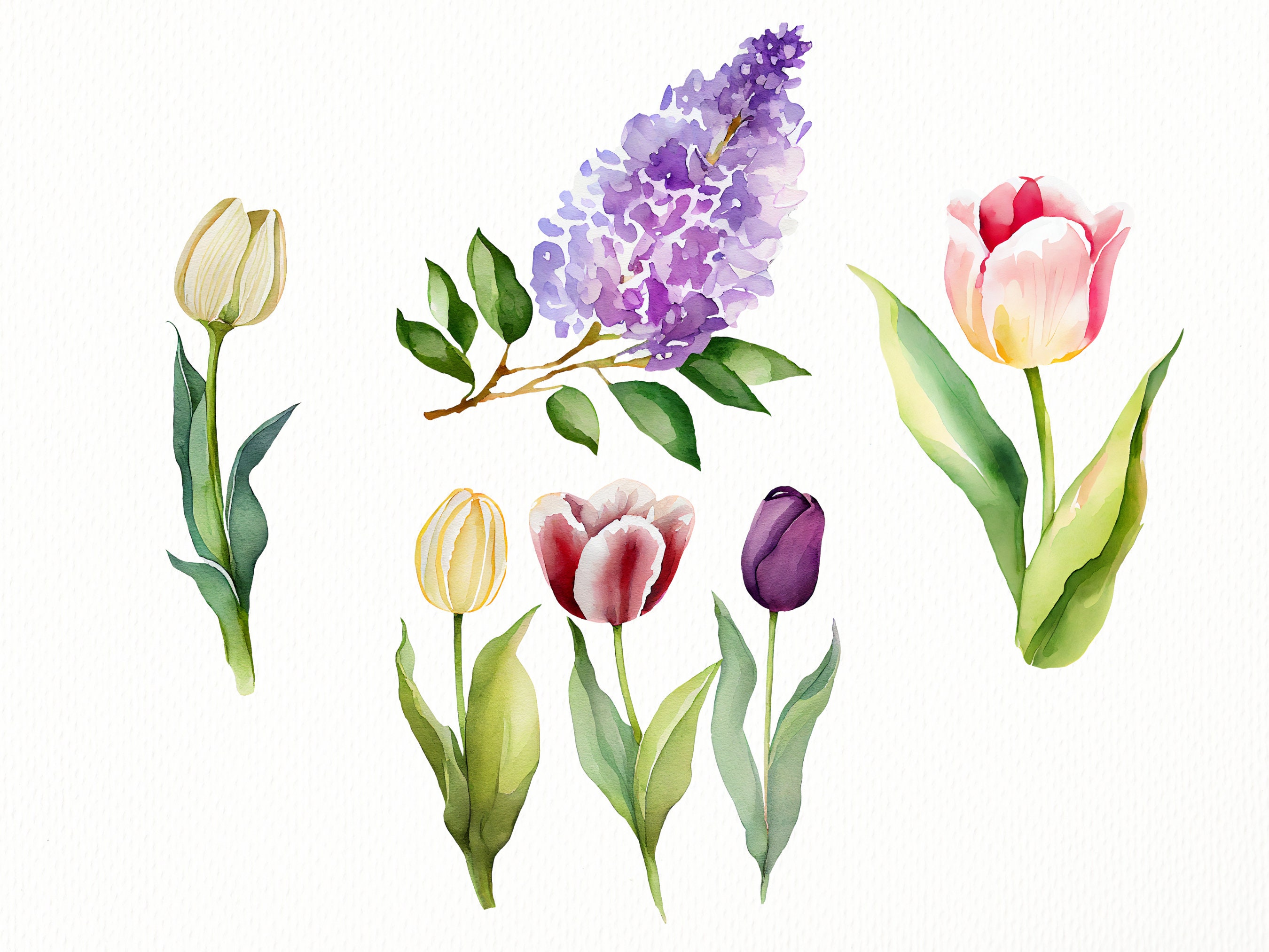 Spring Flowers Clipart Watercolor Clip Art 20 PNG Images Cherry ...
