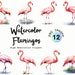 Watercolor Flamingos Clipart | 12 PNG Images With Instant Download ...