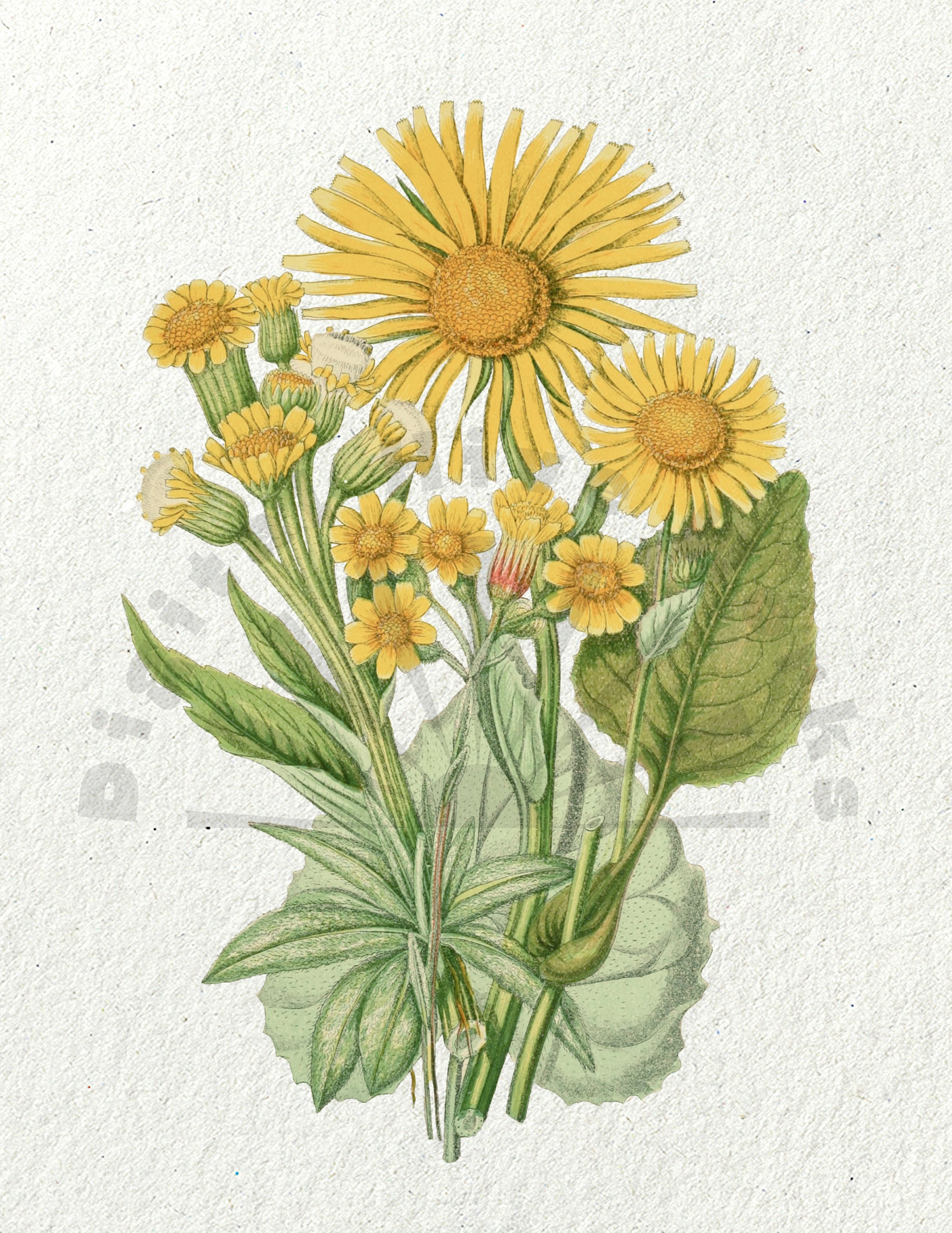 Vintage Yellow Flowers Botanical Illustration PNG Digital Download ...