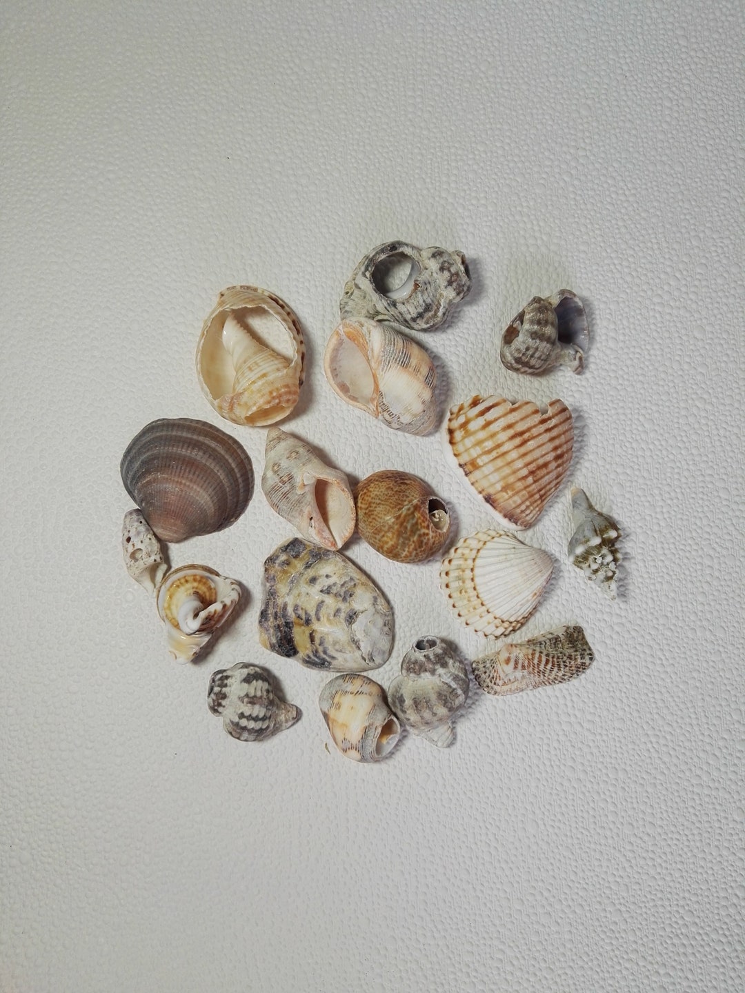 17 Whole Shells and Fragments of Shells From the Ionian Sea, for ...