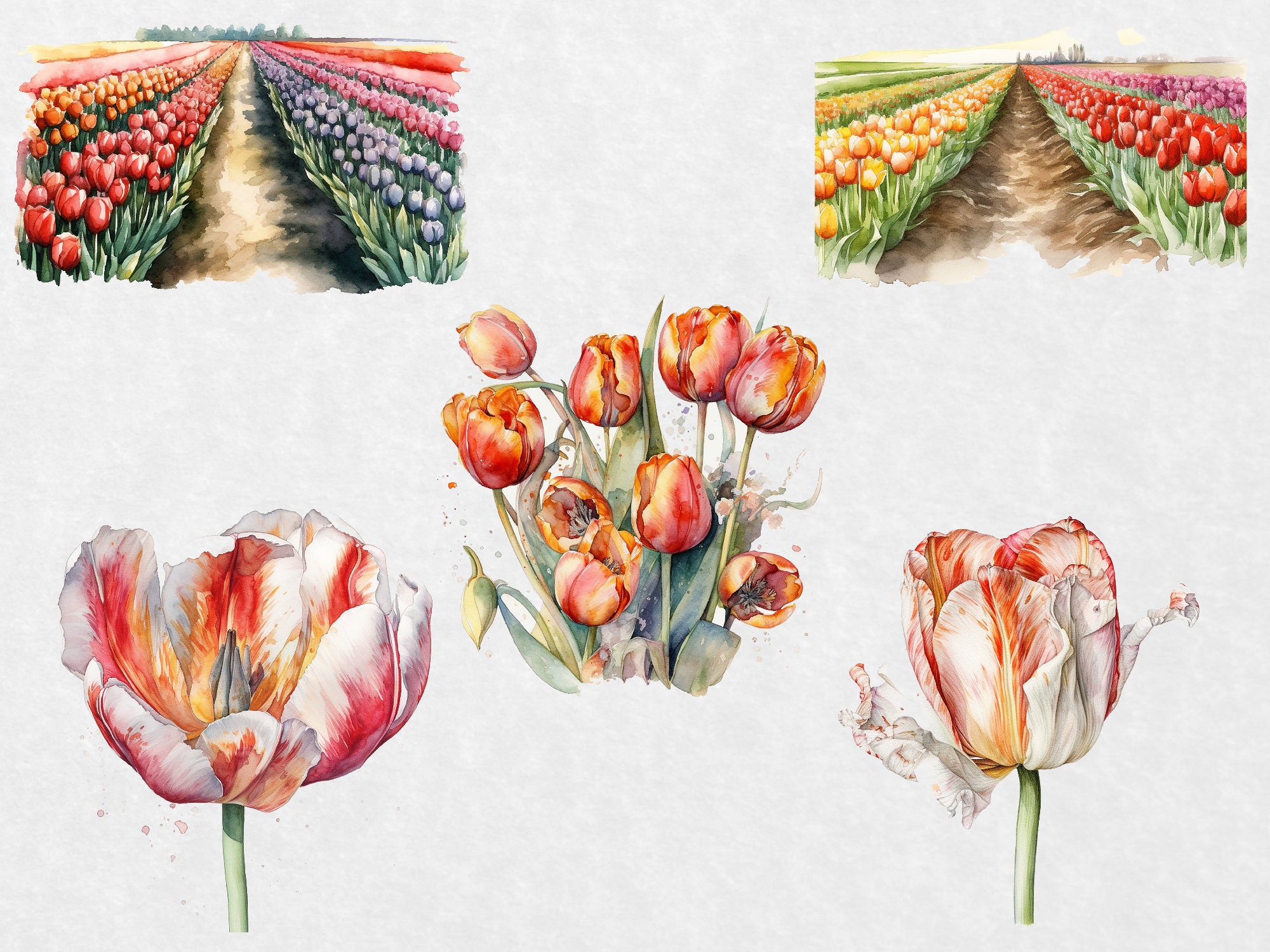 Watercolor Tulip Flowers Clipart Tulip Floral Bouquets PNG Digital ...