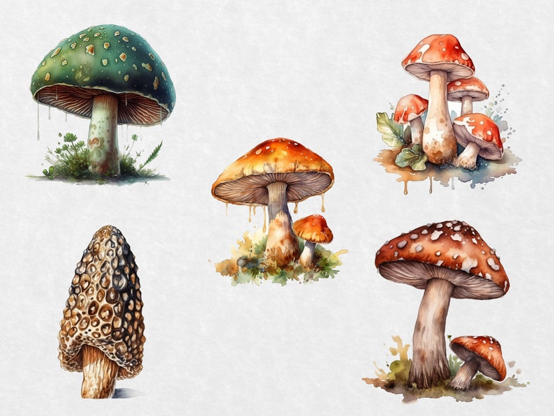 Watercolour Magic Mystical Mushrooms Clipart Bundle PNG - Etsy