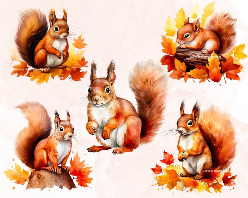 Cute Squirrel Png Graphics, Squirrel Clipart Bundle, Woodland Animal ...