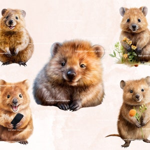 Quokka Clipart Bundle, Australia Clipart, High Quality Png Files, Set ...