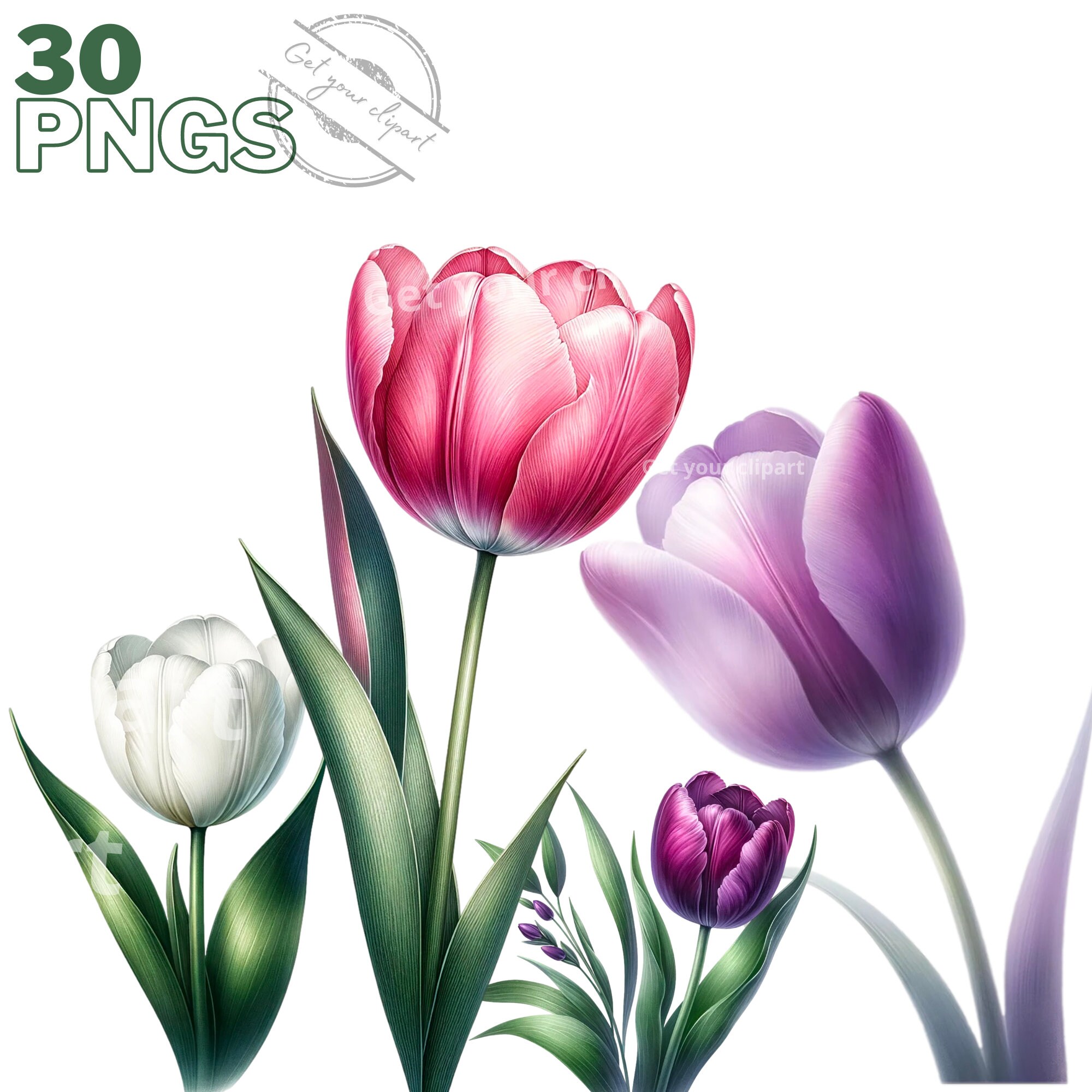 Spring Tulips Clipart Bundle, Watercolor Flowers Clipart, Spring Png ...