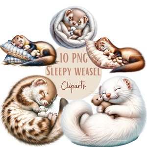 Sleepy Cute Weasel Clipart Bundle, Weasel Clipart Bundle, Set of 10 ...