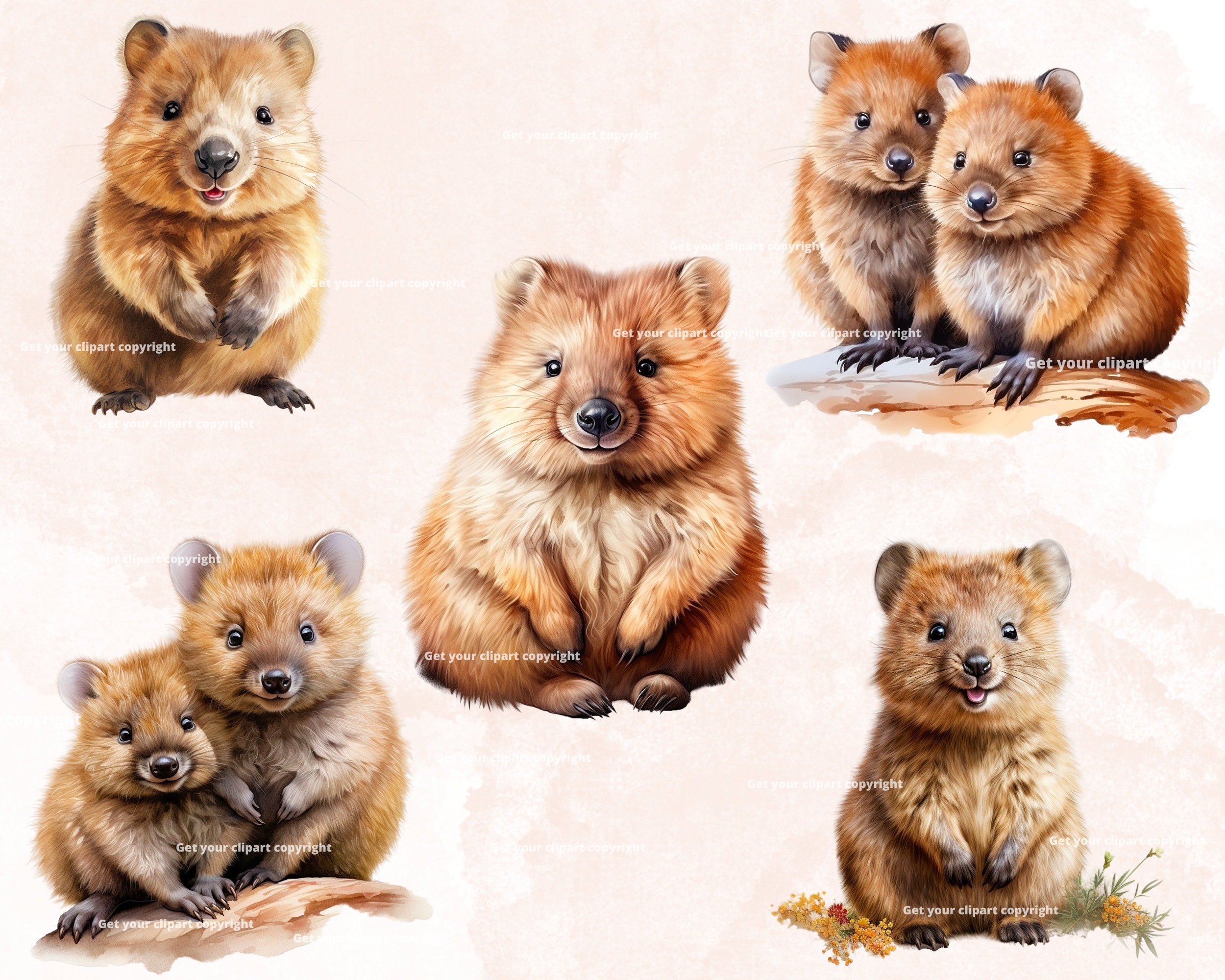 Quokka Clipart Bundle, Australia Clipart, High Quality Png Files, Set ...