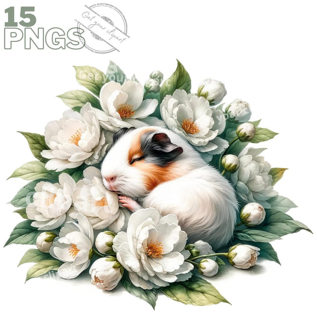 Guinea Pig and Flowers Clipart Bundle, Cute Guinea Pig, Watercolor ...