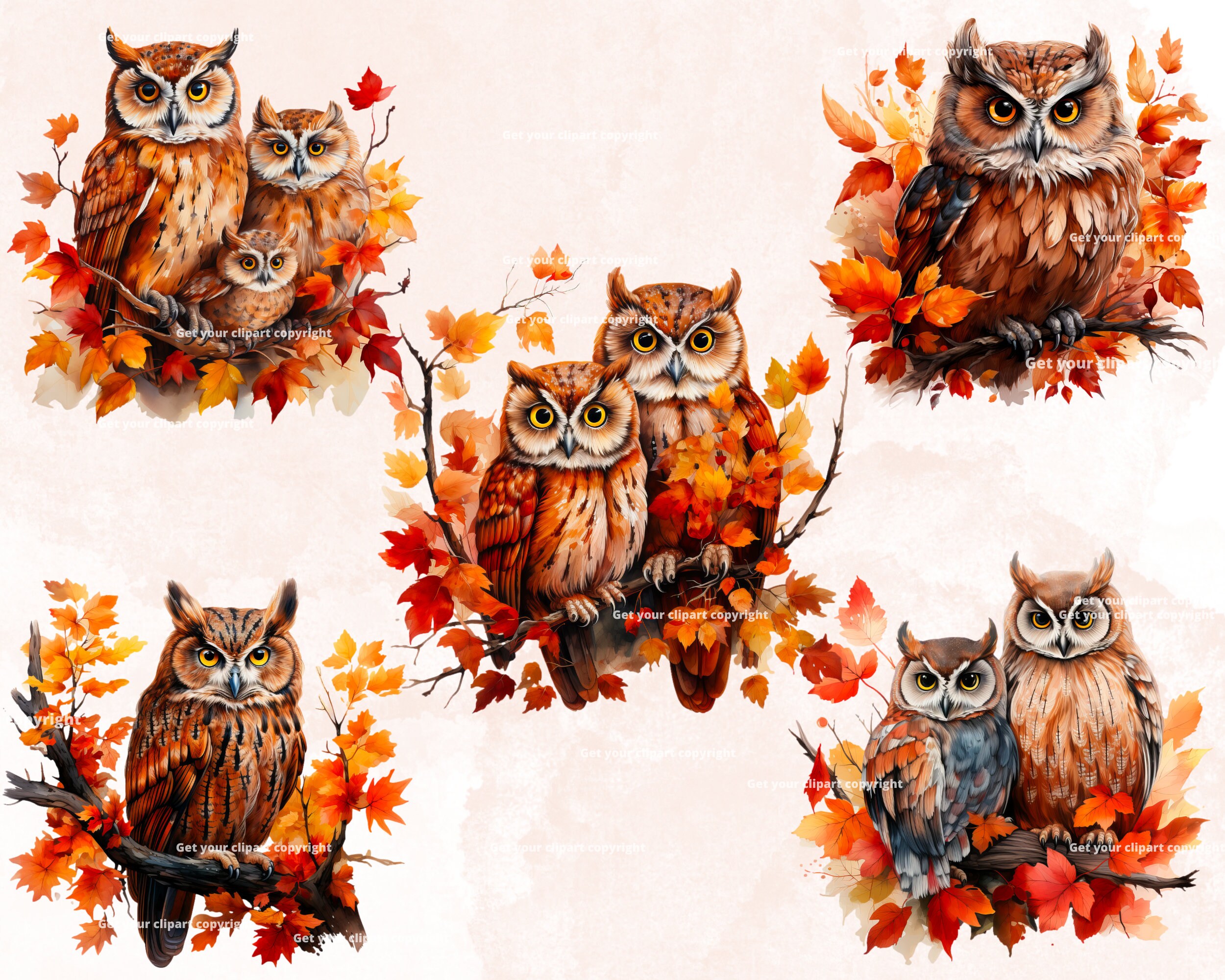 Owl Png Clipart Bundle Woodland Animal Graphics Fall Vibes - Etsy