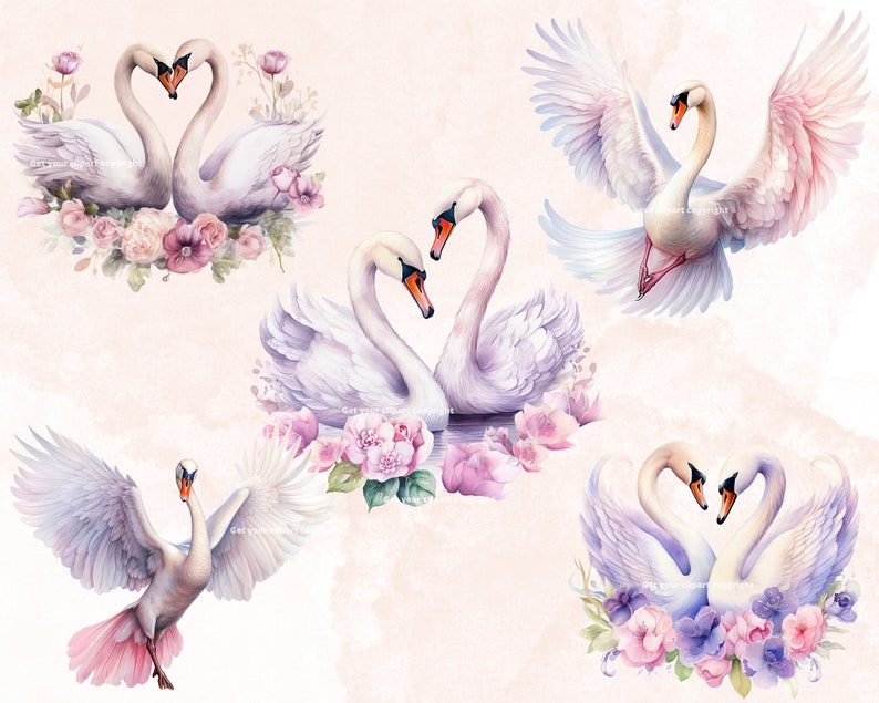 Swan Graphics Bundle Bird Clipart Set of 10 Transparent - Etsy UK