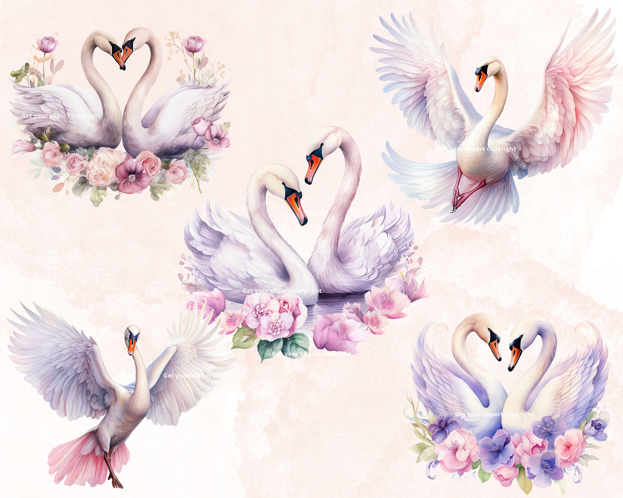 Swan Graphics Bundle Bird Clipart Set of 10 Transparent - Etsy Australia