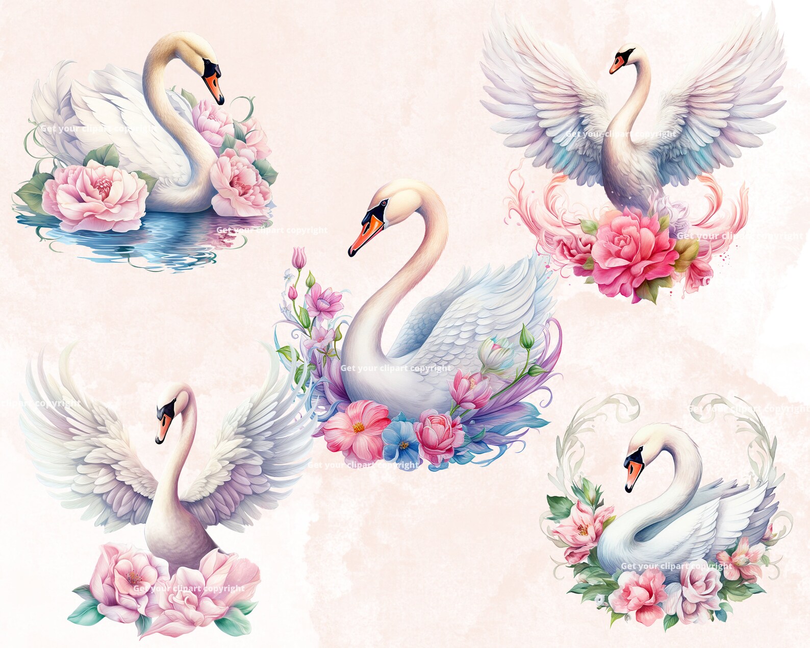 Swan Graphics Bundle, Bird Clipart Set of 10, Transparent Background ...
