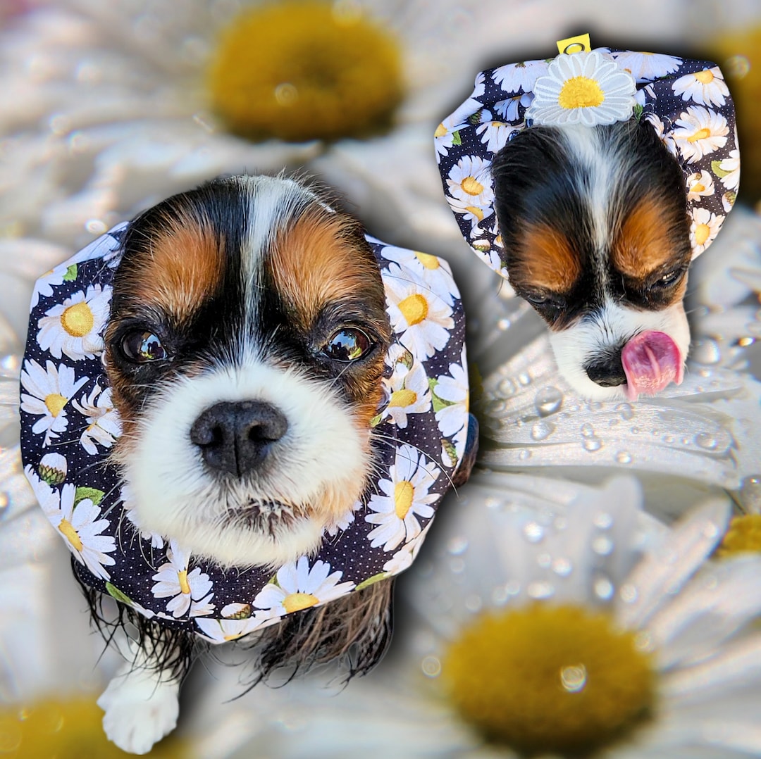 Daisies / Adjustable Spaniel Snood / Long Eared Dogs / Cavalier King ...