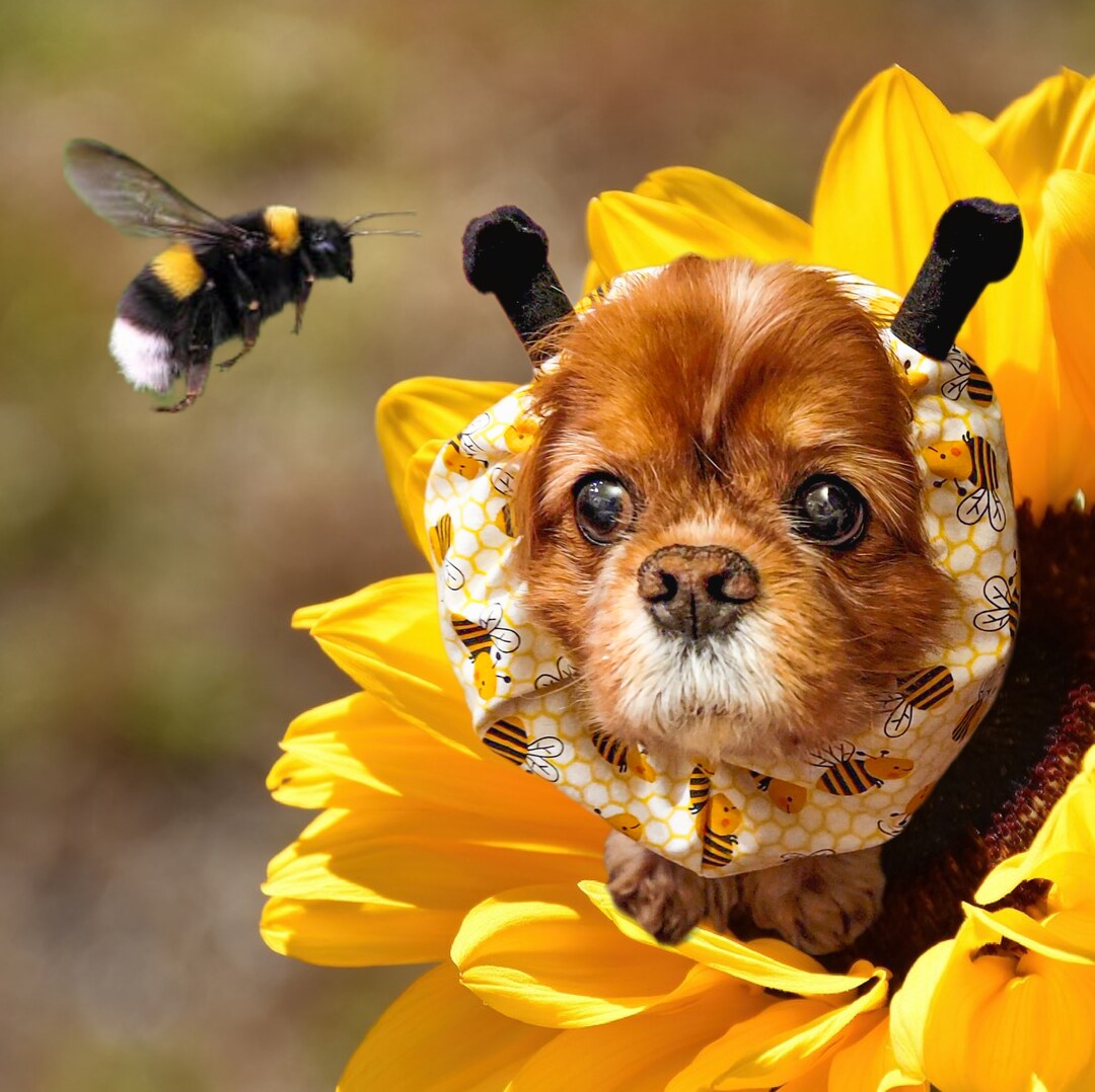 Bumblebee / Adjustable Spaniel Snood / Long Eared Dogs / Cavalier King ...